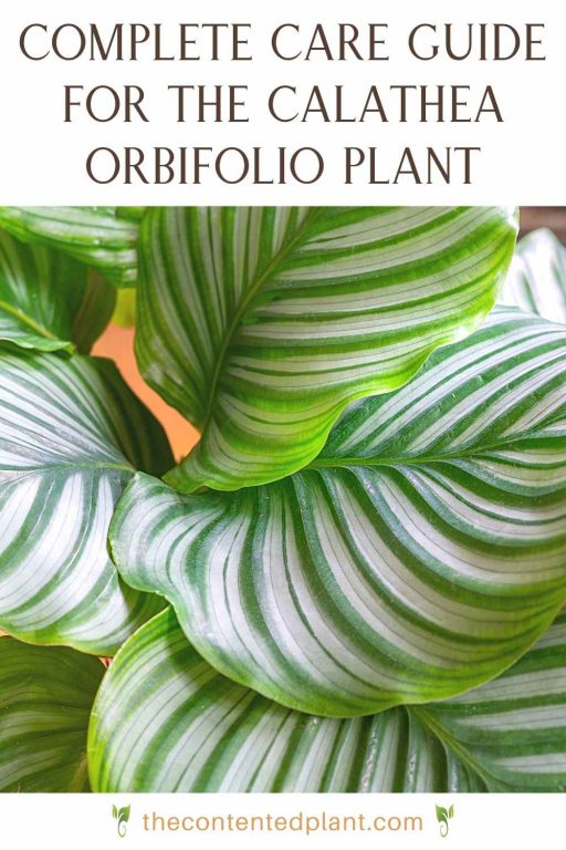 Calathea Zebrina- The Zebra Plant - The Contented Plant