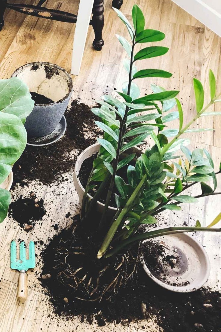 ZZ Plant Propagation- Three Methods - The Contented Plant