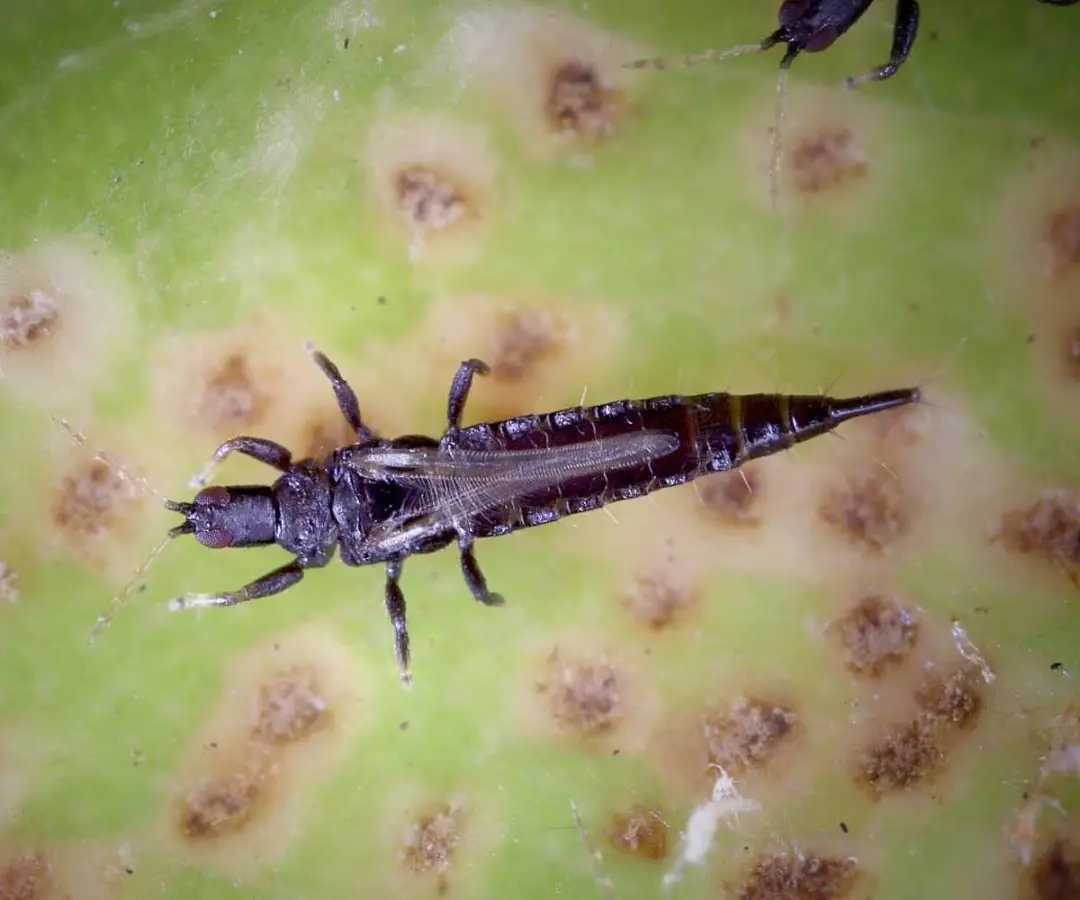 How to Get Rid Of Thrips On Houseplants - The Contented Plant