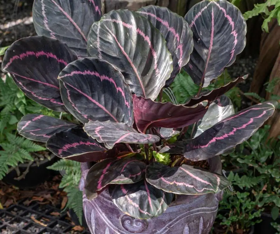 Calathea Dottie Plant Profile and Care Guide - The Contented Plant
