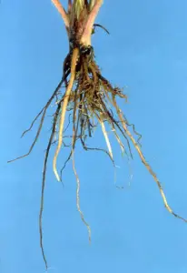 How to Fix Root Rot - The Contented Plant