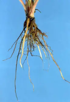How to Fix Root Rot - The Contented Plant