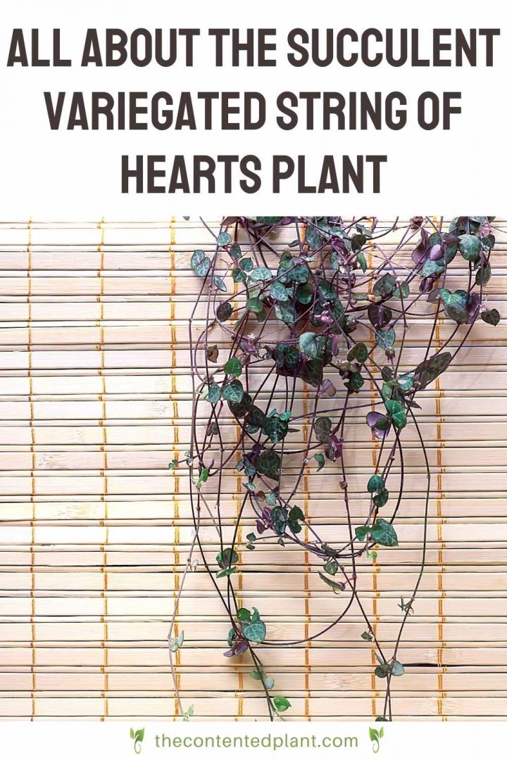 String of Turtles Plant Care Guide and Profile - The Contented Plant