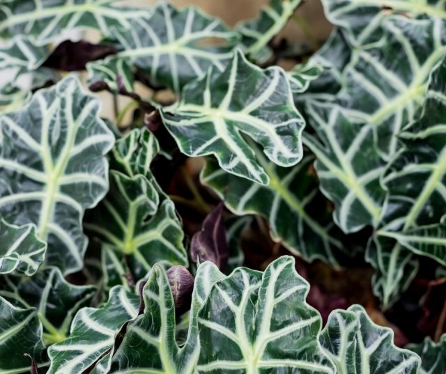 Anthurium Plant Care Guide - The Contented Plant