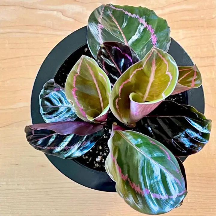 Calathea Dottie Plant Profile and Care Guide - The Contented Plant