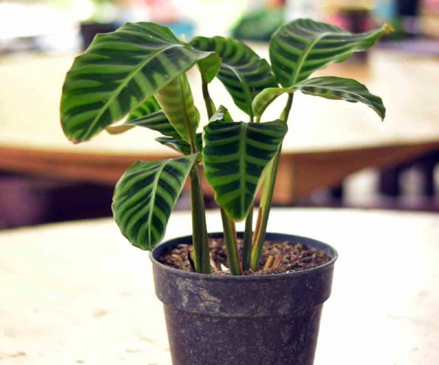 Calathea Zebrina- The Zebra Plant - The Contented Plant