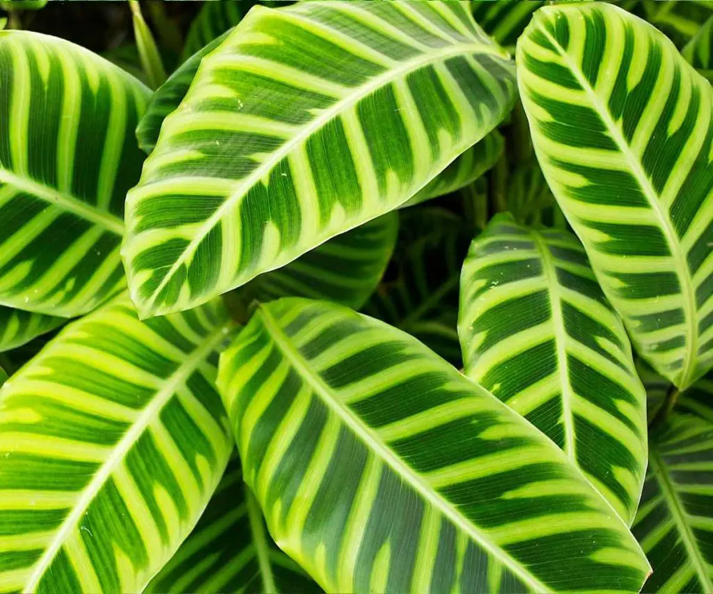 Calathea Zebrina- The Zebra Plant - The Contented Plant