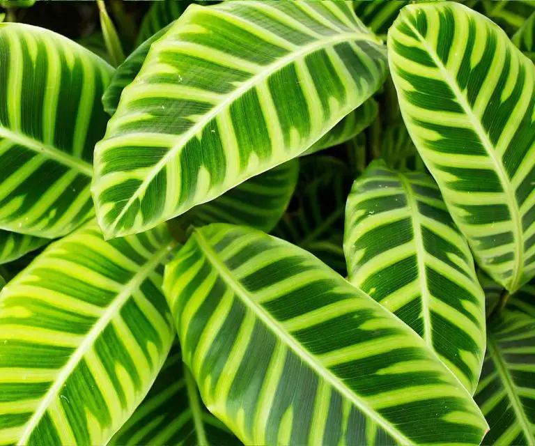 Calathea Zebrina- The Zebra Plant - The Contented Plant