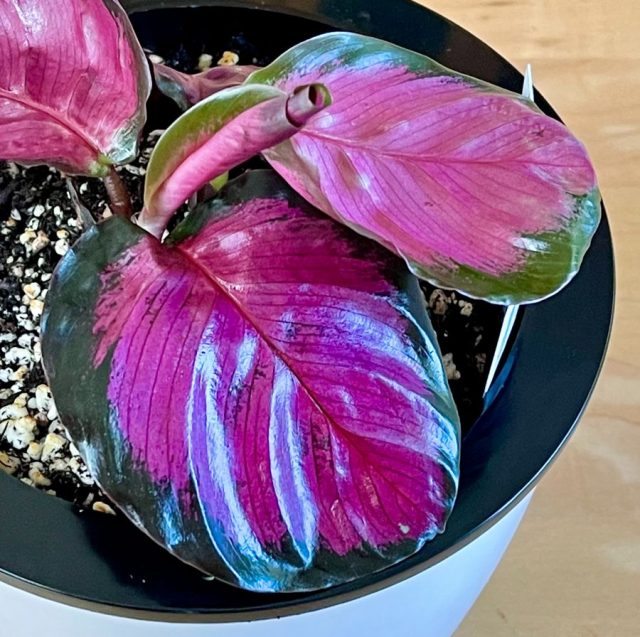 Calathea Roseoptica Care Guide - The Contented Plant