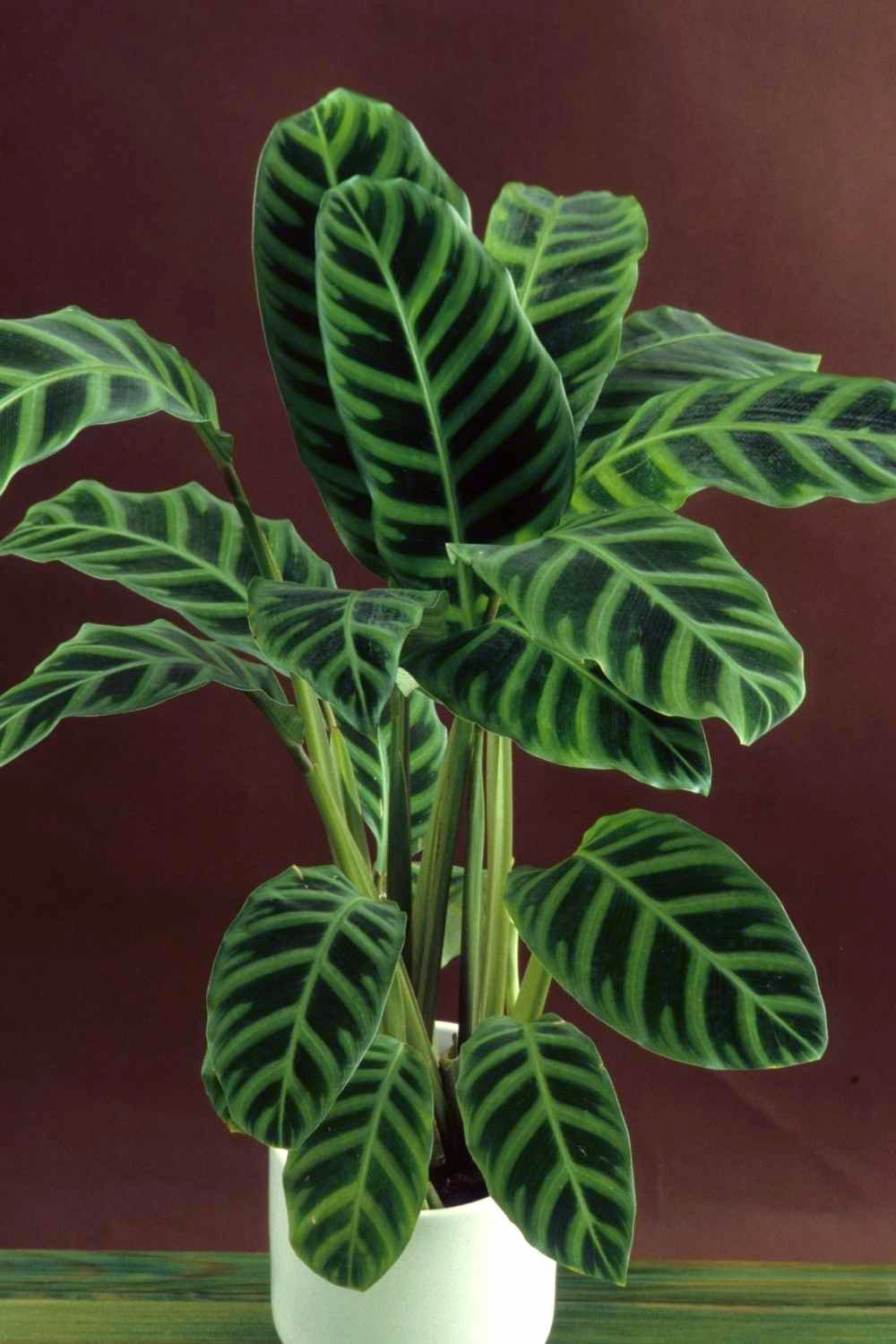 Calathea Zebrina- The Zebra Plant - The Contented Plant