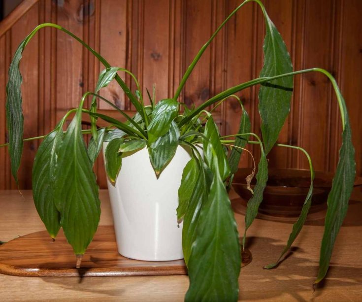 How to Fix Root Rot - The Contented Plant