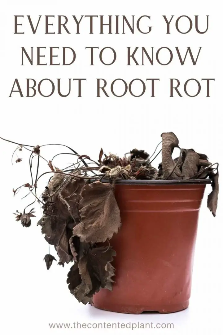 How to Fix Root Rot - The Contented Plant