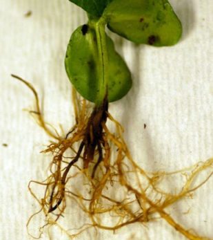 How to Fix Root Rot - The Contented Plant