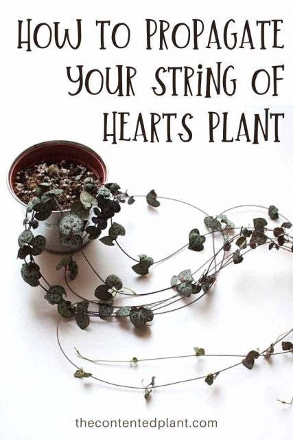 How to Propagate String of Hearts - The Contented Plant