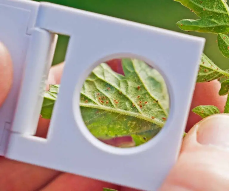 7 Common Indoor Plant Pests (& How to Kill them)