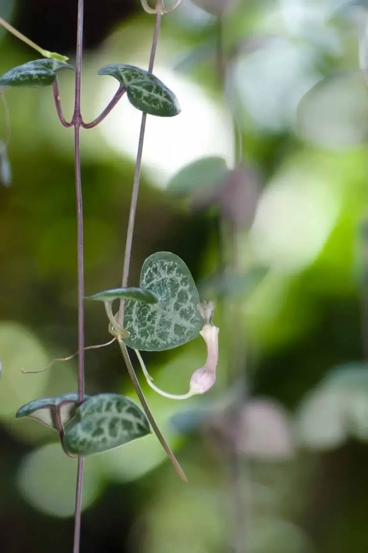 How to Propagate String of Hearts - The Contented Plant