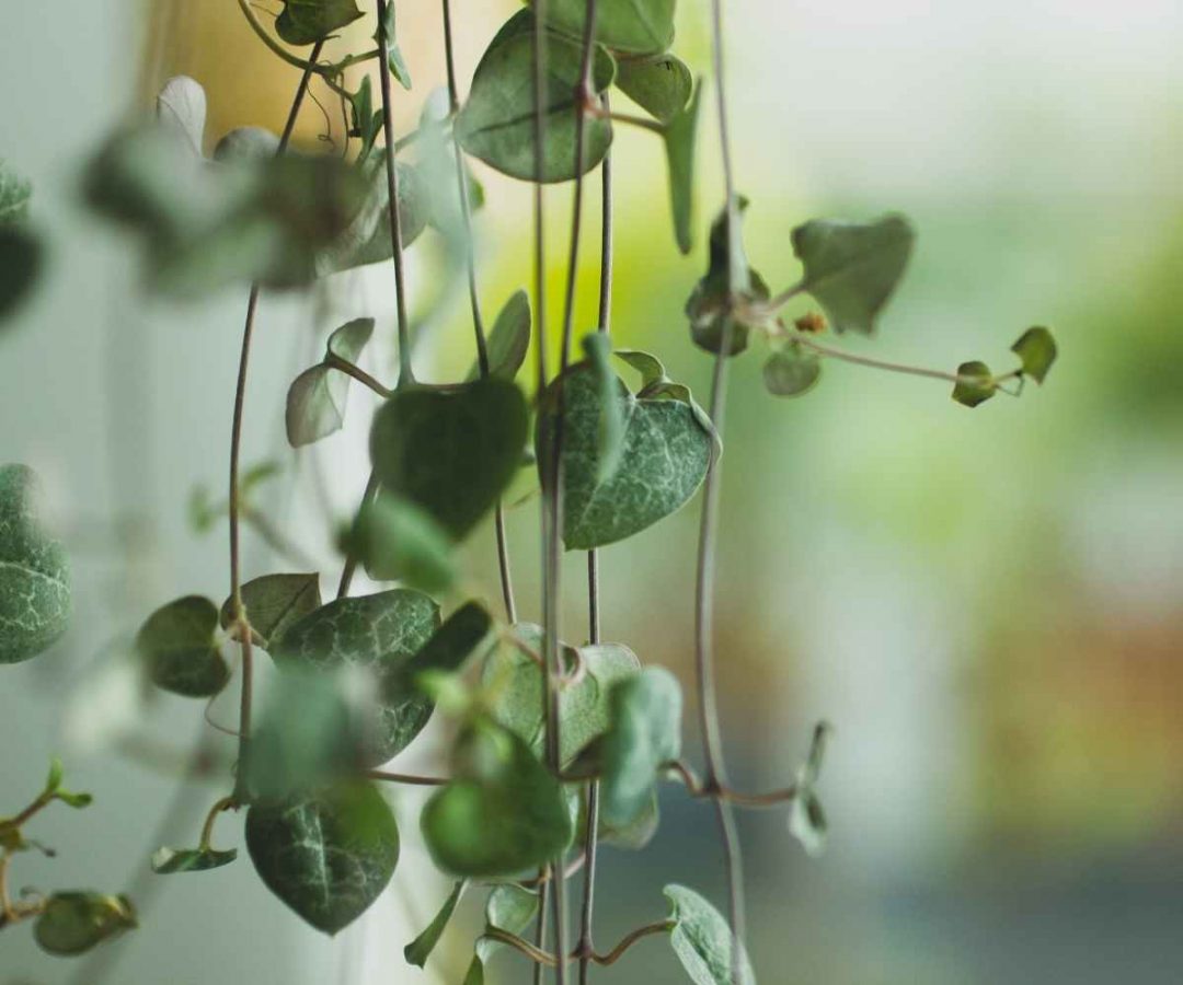 String of Dolphins Plant Care - The Contented Plant