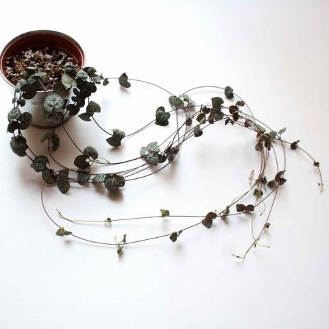 Variegated String of Hearts Vine - The Contented Plant