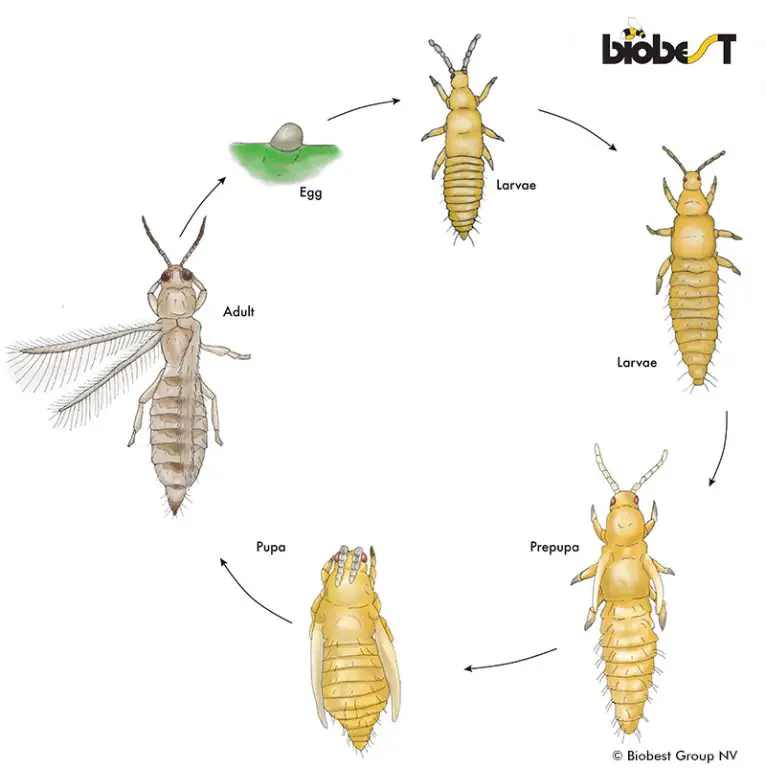 How to Get Rid Of Thrips On Houseplants - The Contented Plant