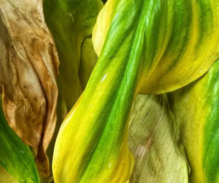 How to Fix Root Rot - The Contented Plant