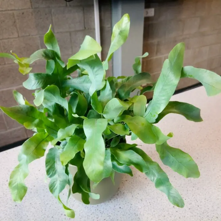 Calathea Beauty Star Care Guide - The Contented Plant