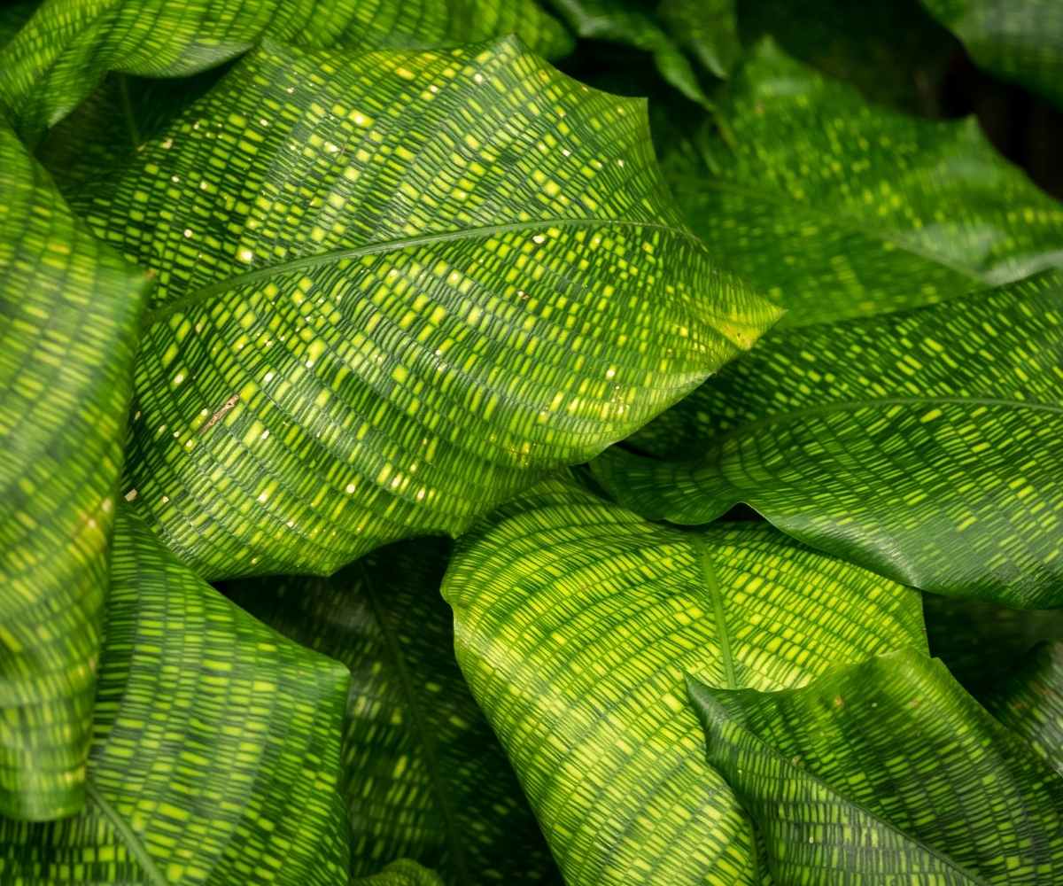 Calathea Musaica Care Guide and Plant Profile - The Contented Plant