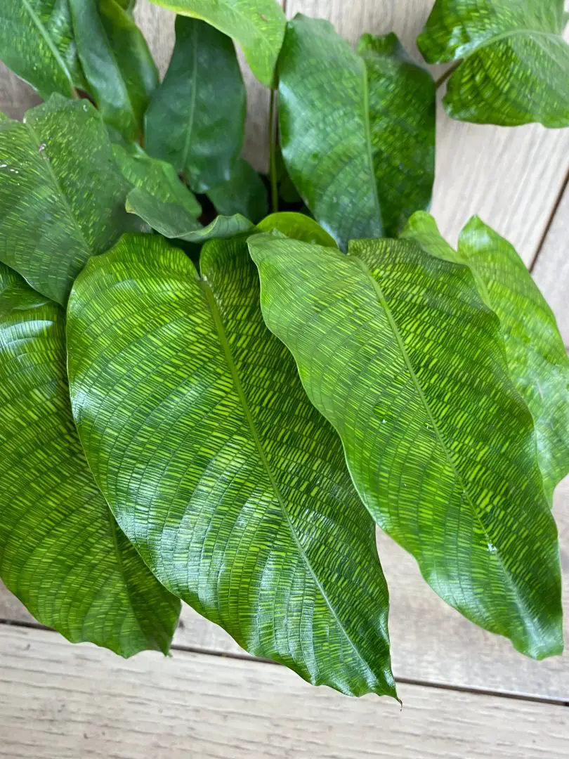 Calathea Musaica Care Guide and Plant Profile - The Contented Plant