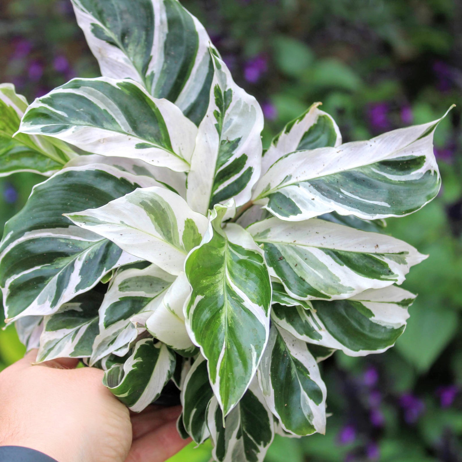 Calathea White fusion Care Guide and Plant Profile - The Contented Plant