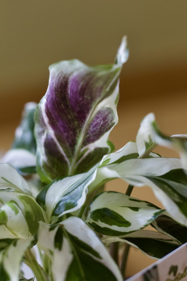 Calathea White fusion Care Guide and Plant Profile - The Contented Plant
