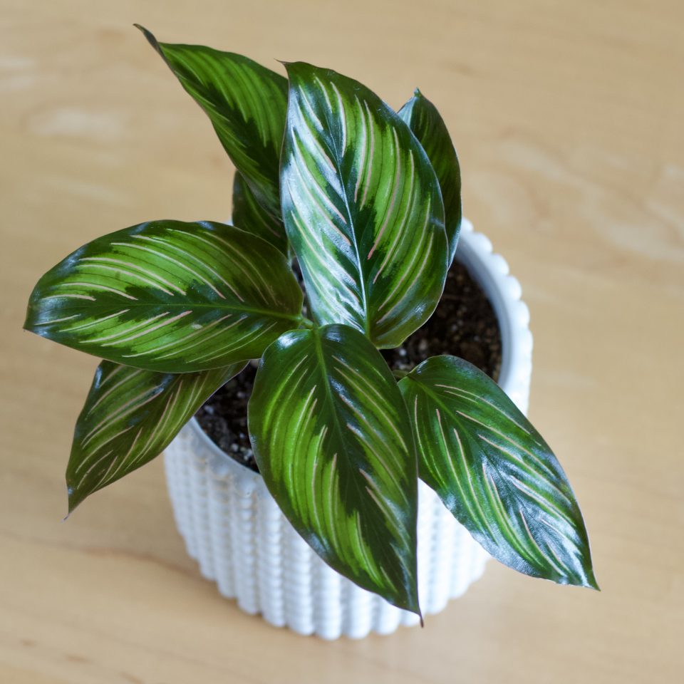 LECA Pots -Best Pots For Semi Hydroponics - The Contented Plant