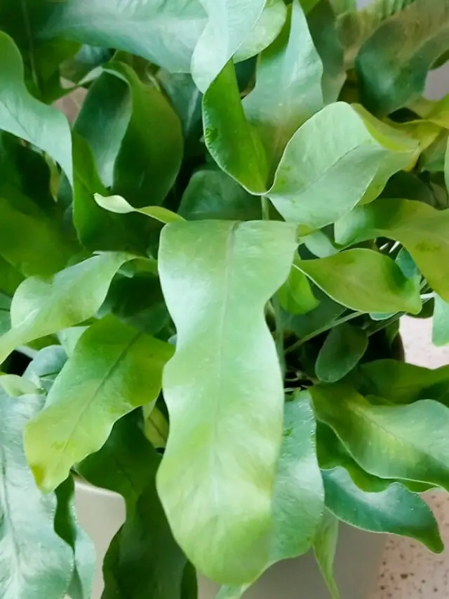 The Blue Star Fern - The Contented Plant