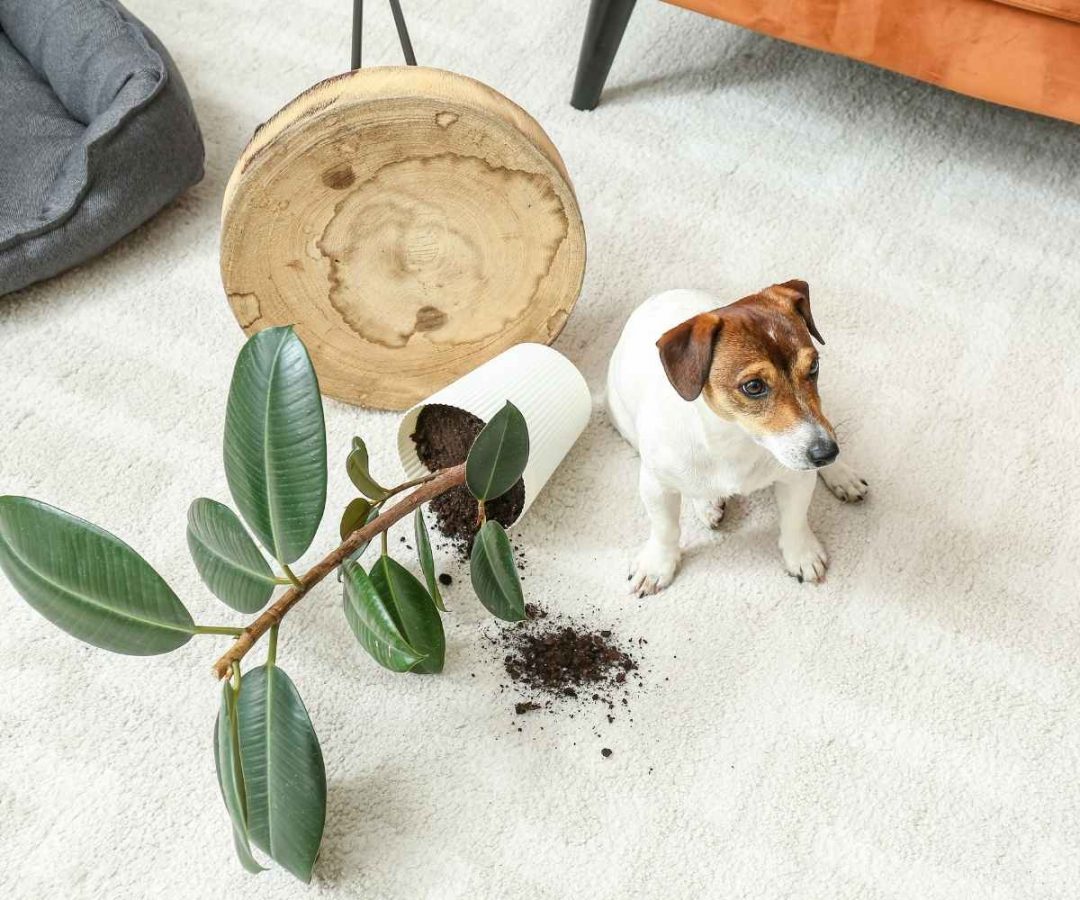 Non Toxic Plants for Cats, Dogs and Kids - The Contented Plant