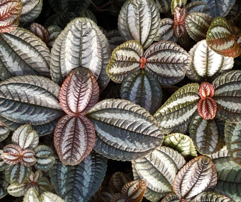 Friendship Plant Care Guide and Profile - The Contented Plant