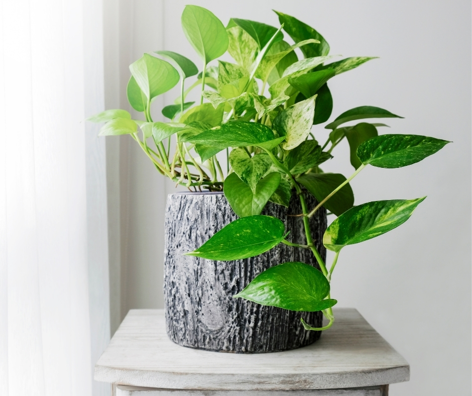 Golden Pothos Care-Epipremnum Aureum - The Contented Plant