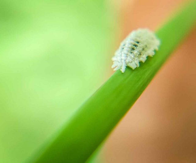 7 Common Indoor Plant Pests (& How to Kill them)