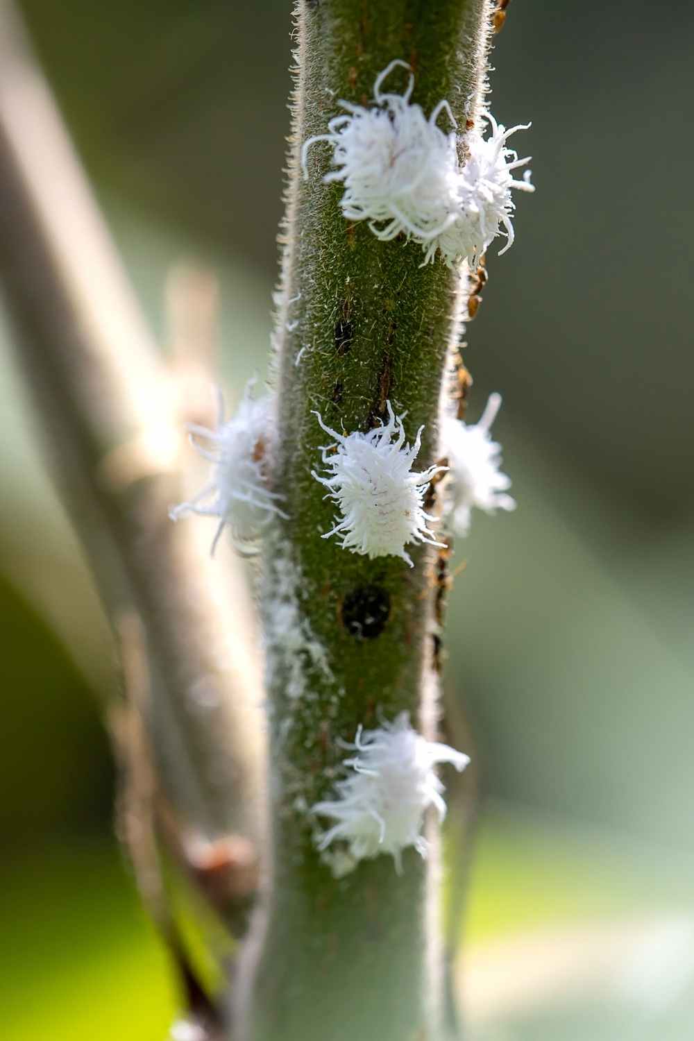 How to get rid of MealyBugs - The Contented Plant