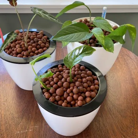 LECA Pots -Best Pots For Semi Hydroponics - The Contented Plant