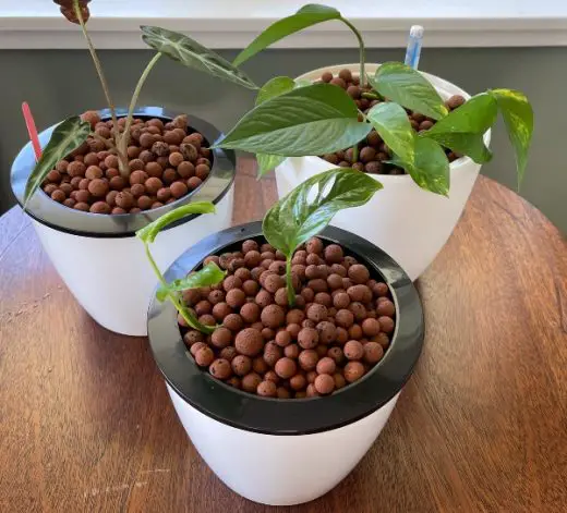 Leca For Plants- Which Plants Thrive in LECA? - The Contented Plant