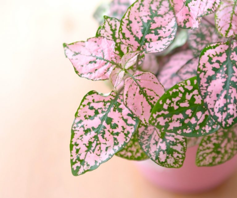 Polka Dot Plant Care Guide - The Contented Plant