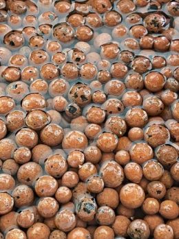 Growing Plants in LECA - The Contented Plant