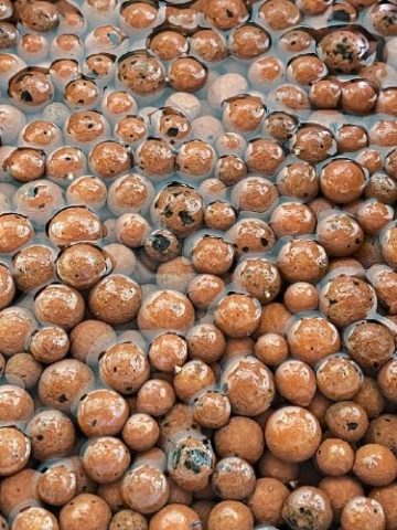 Growing Plants in LECA - The Contented Plant