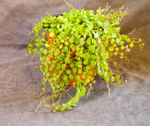 String of Dolphins Plant Care - The Contented Plant