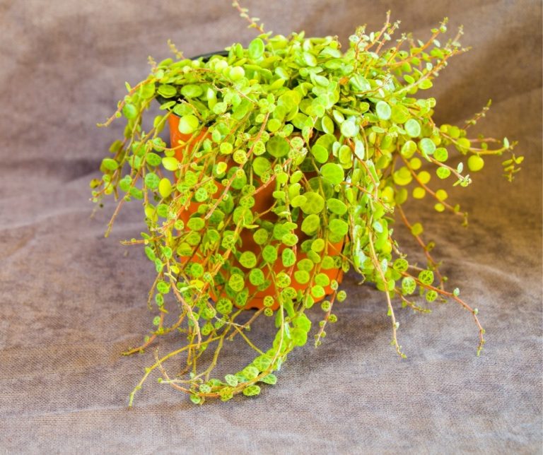String of Dolphins Plant Care - The Contented Plant