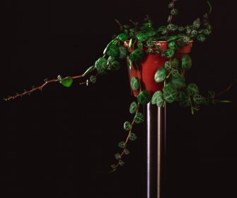 The Charming String of Bananas Plant - The Contented Plant