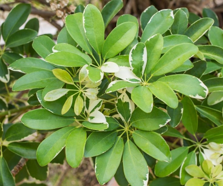 Dwarf Umbrella Tree Care Guide - The Contented Plant