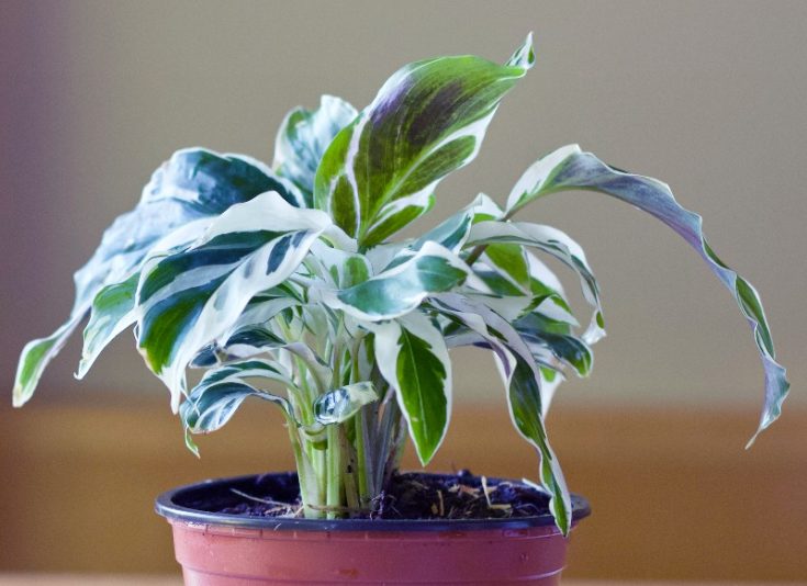Calathea White fusion Care Guide and Plant Profile - The Contented Plant