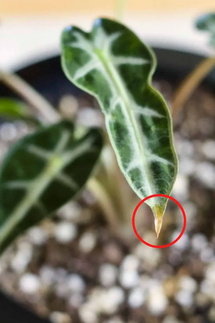 7 Reasons Your Plant Has Yellowing leaves - The Contented Plant