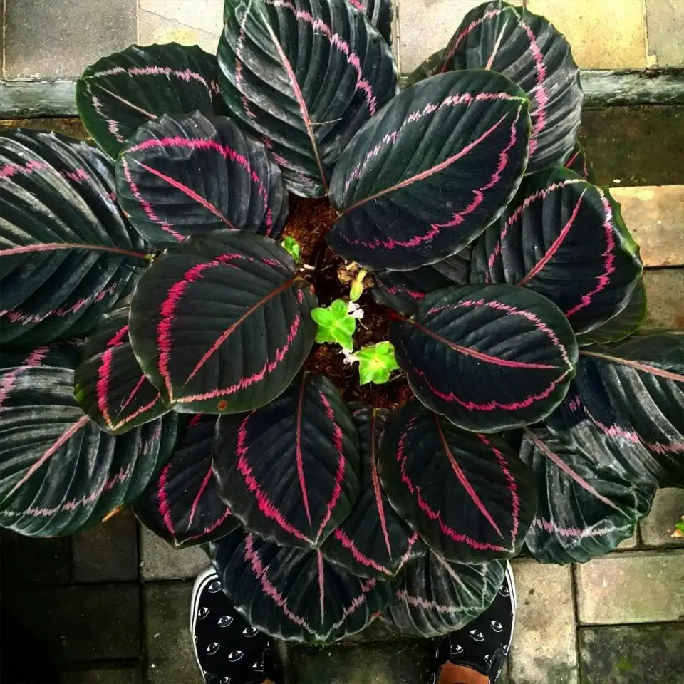 Calathea Dottie Plant Profile and Care Guide - The Contented Plant