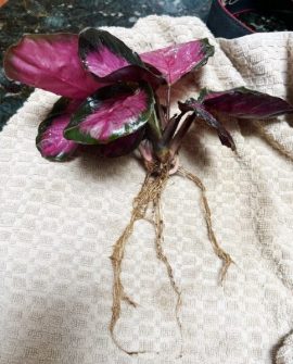 Growing Plants in LECA - The Contented Plant