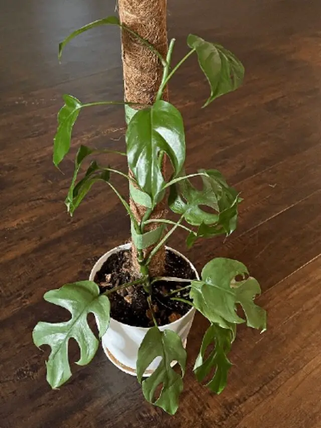 Moss Poles for Plants - The Contented Plant